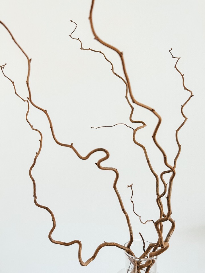 Long Twisted Hazel Branches, Corylus Twigs for Vase, Japandi Branches ...