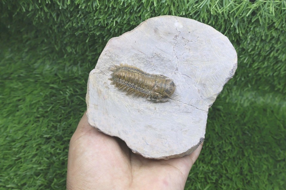 Devonian Crotalocephalina Trilobite Fossil – Authentic Morocco Specimen ...