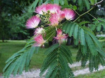 Mimosa Tree