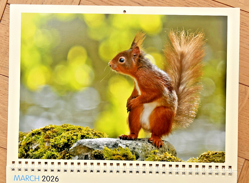 CUMBRIAN RED SQUIRRELS 2026 CALENDAR ALL PROFIT TO RED SQUIRREL ...