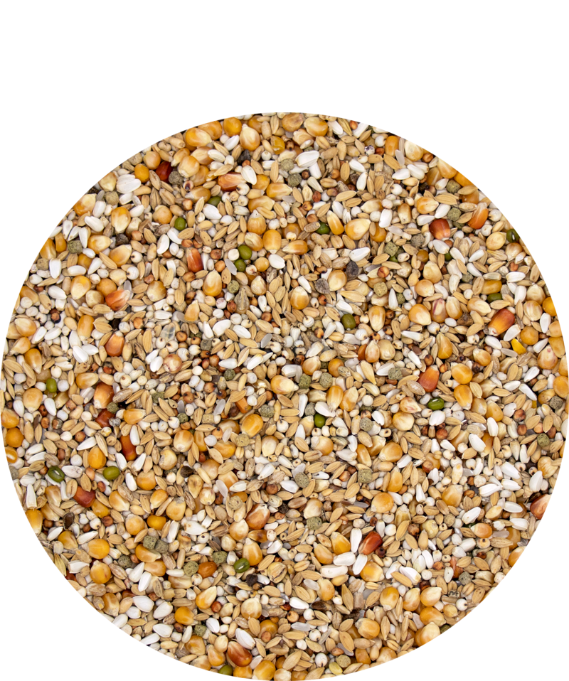 Versele Laga Gerry Plus I.C. + Racing Pigeon Feed 20kg | eBay UK