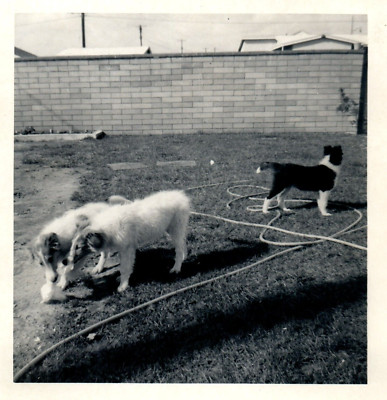 1950s Dogs Playing Ball in the Backyard Vintage Photo | eBay