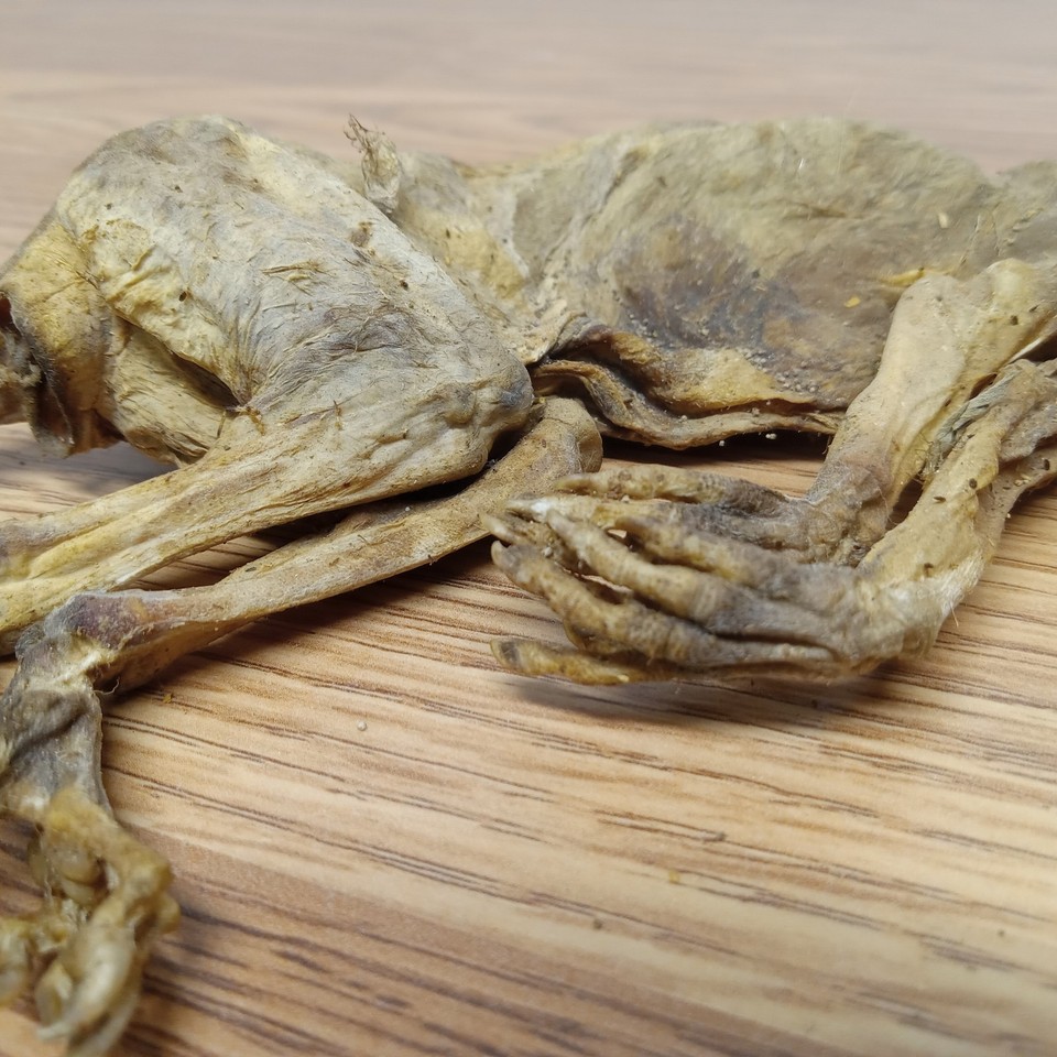 Cool Weird Oddity Unusual Mummified Opossum /Chupacabra??Taxidermy Animal Real!! | eBay