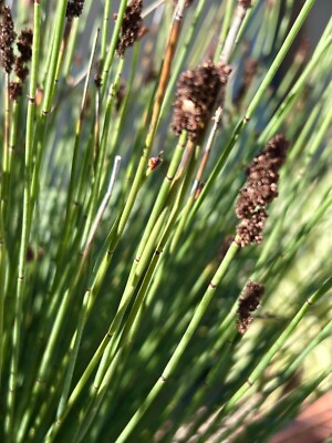 Chondropetalum Tectorum, Cape Rush - 300 seeds 2025 - USA | eBay