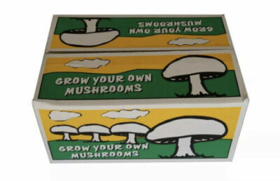 All-In-One Grow Your Own Mushrooms Kit / White Button Mushroom Growing ...