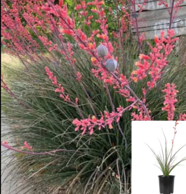 Hespearloe Parviflora Red Yucca Coral Hummingbird succulent live plant ...