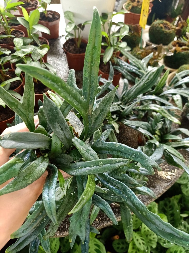 LIVE - Blue oil Fern, Microsorum Thailandicum Tropical Starter Plant | eBay