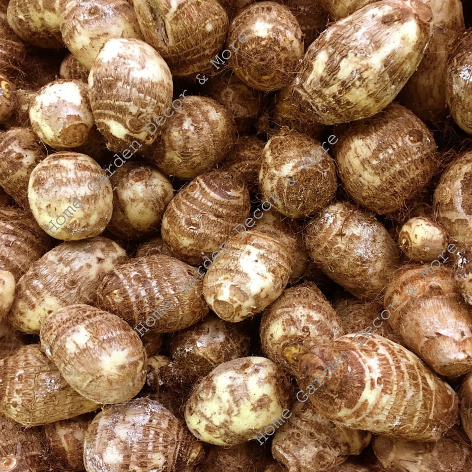 15 GREEN TARO ELEPHANT EAR WATER LILY BULBS ROOTS POND PLANT EDIBLE POI ...