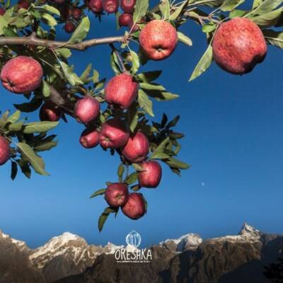 Wild Himalayan apple tree 10 PCS fresh seeds, Fruit seeds, Organic non ...