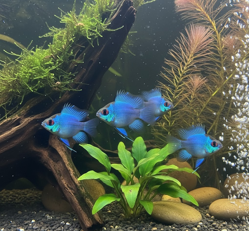 1 TRIO - Cichlid Rams Short Body - Electric Blue Balloon Ram - RARE ...