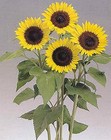 Helianthus Sunrich Lemon 250 seeds | eBay