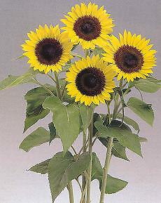 Helianthus Sunrich Lemon 250 seeds | eBay