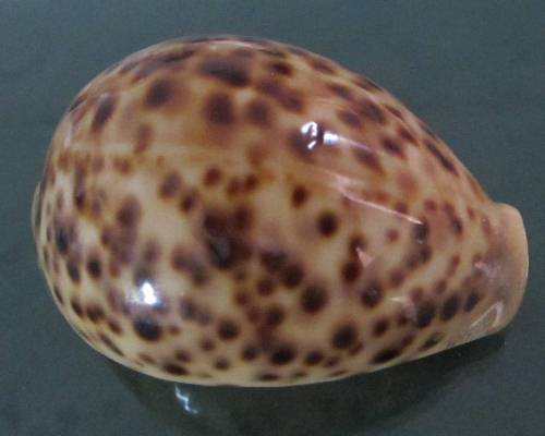 Cypraea Tigris 86.3 mm F+++/GEM UNUSUAL yellow TIGRIS "rare color ...