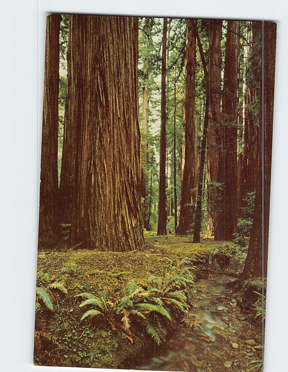 Postcard Calf Creek Rockefeller Forest Humboldt Redwoods State Park CA ...