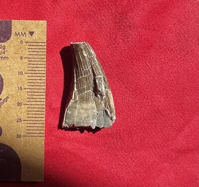 Extremely Rare Simolestes Vorax / Pliosaur Tooth- Oxford Clay ...