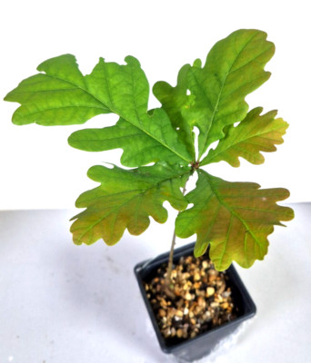 English Oak tree, sapling hedge border plants 40cm | eBay UK