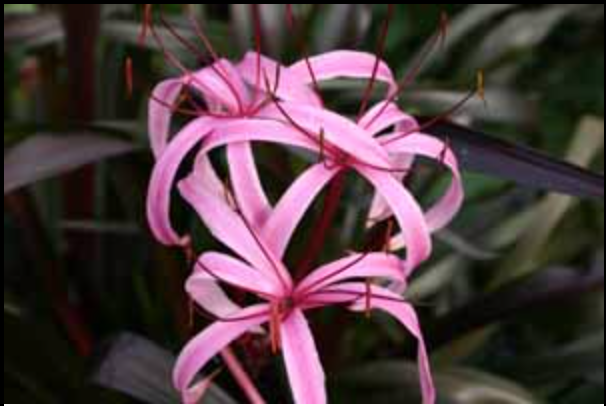 Red Bog Lily Tropical Marginal Aquatic Pond/Bog Plant - Buy 2 Get 1 ...