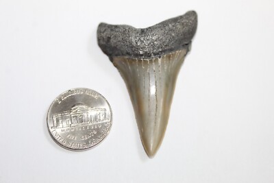 MAKO Fossil Giant Shark Tooth Natural Large TOP TOOTH 2.20" HUGE ...