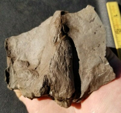 Jurassic Dinosaur Footprint, Anomoepus, High-relief Trace Fossil, Free ...