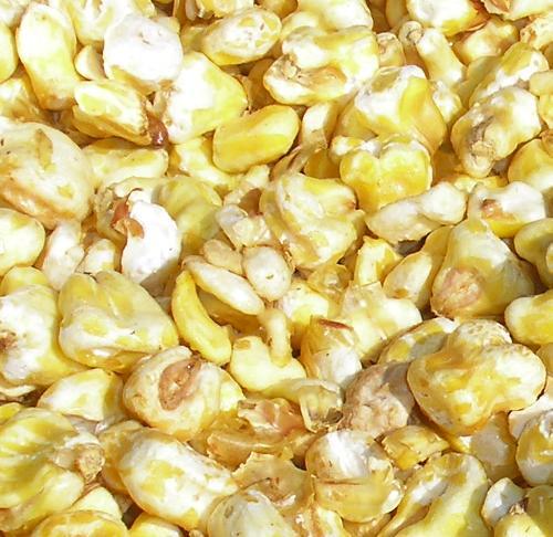 500g - 1 Kilo PUFFMAIS, Mais gepoppt - für Papageien & Sittiche | eBay.de