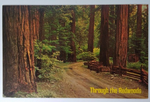 California Postcard Mid 1900s Redwoods Forest Road Fence | eBay