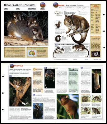 Ring-Tailed Possum #209 Mammals - Wildlife Explorer Fold-Out Card | eBay