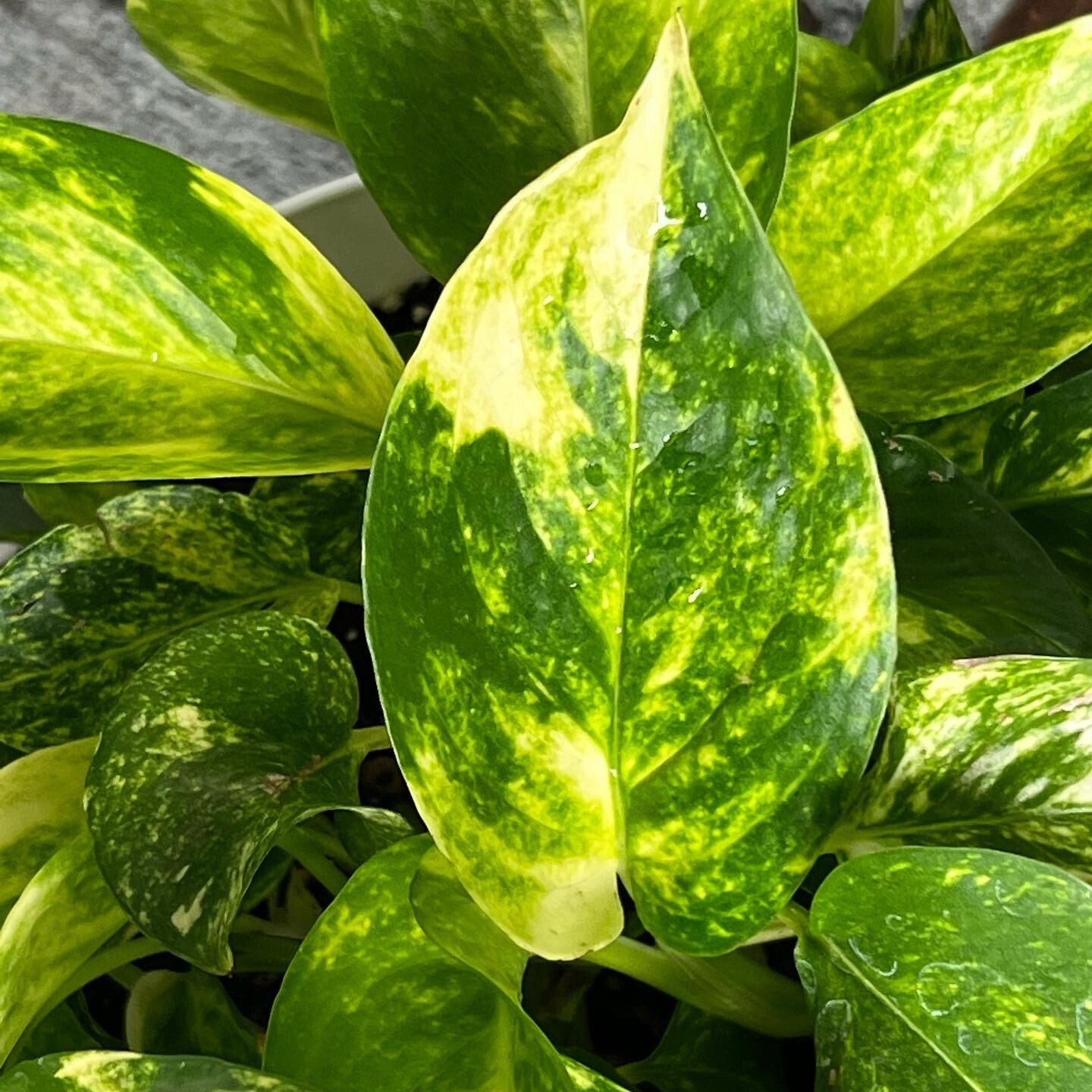 80” SUPER LONG TRAILING Golden Pothos Live Plant Multi Low Light Air ...