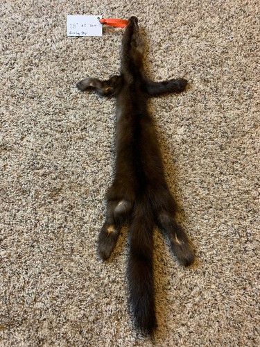 Northern Minnesota Marten Pelt with Feet and Claws - Tanned - 28" Long ...