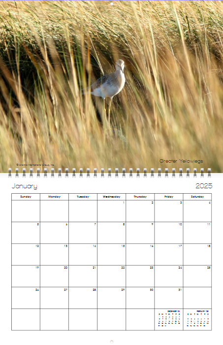 2025 Bird Wall Calendar "On the Wing" beautiful North American bird ...