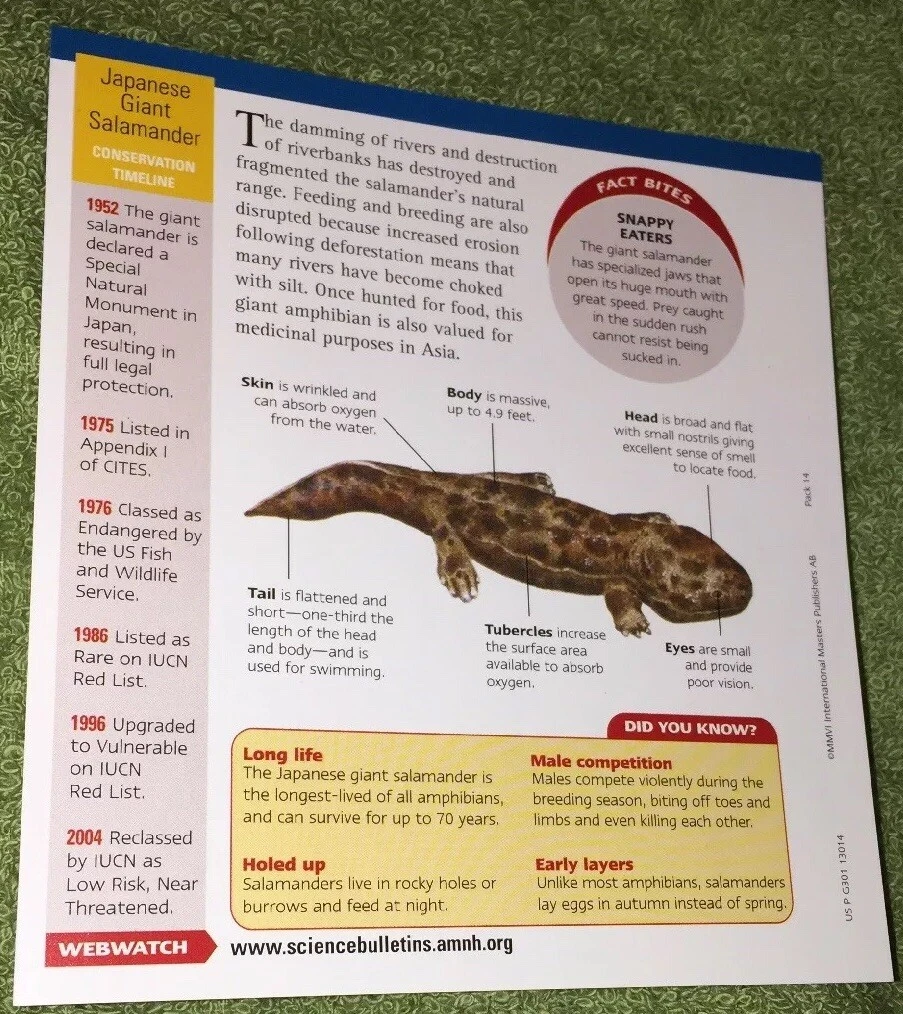 Japanese Giant Salamander Bite