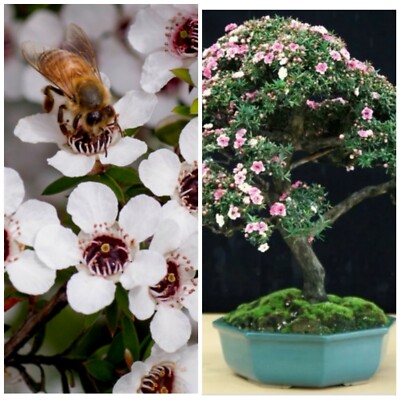 Manuka tea tree, ideal for bonsai! Make your own Manuka honey! Fresh ...
