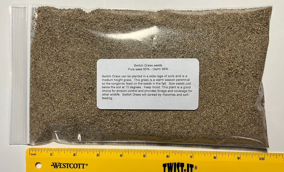 1 lb SWITCHGRASS Seeds Native Tall Grass Prairie Ornamental Perennial ...