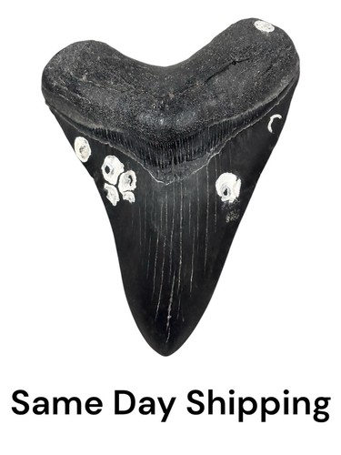 4.66 INCH REAL MEGALODON BLACK SHARK TOOTH FOSSIL GENUINE RELIC HUGE ...