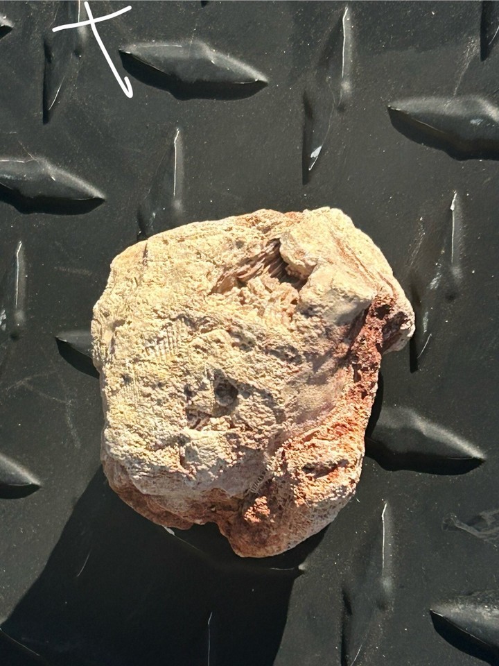 natural raw unpolished Tennessee crinoid fossil stone | eBay