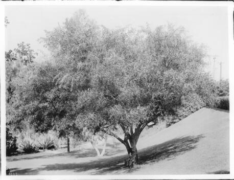 Acacia tree acacia cyanophylla on a grassy slope 1920 California Old ...