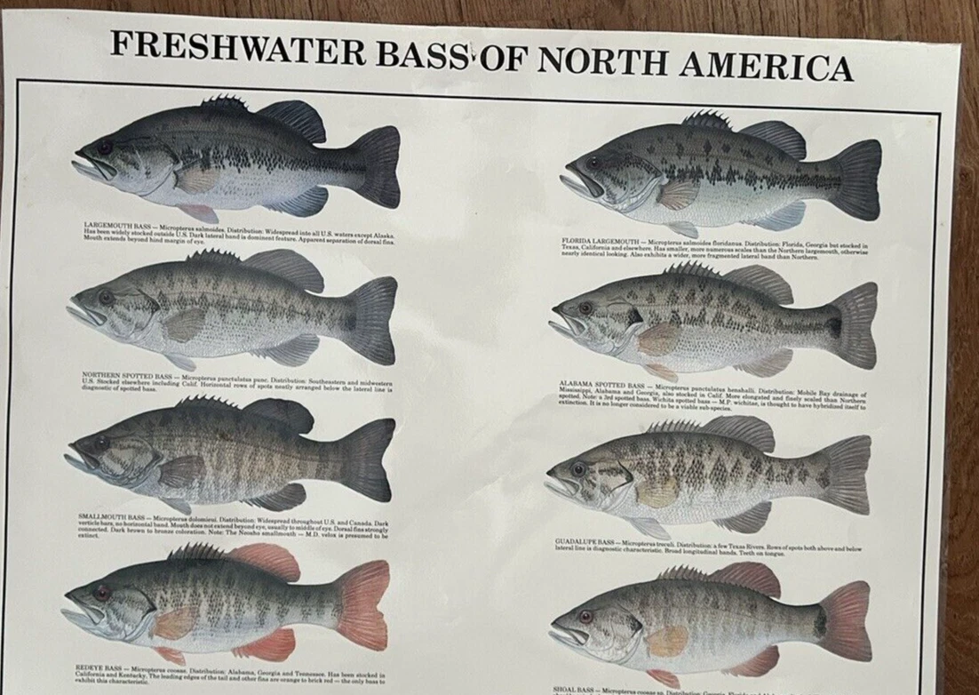 Freshwater Bass Species