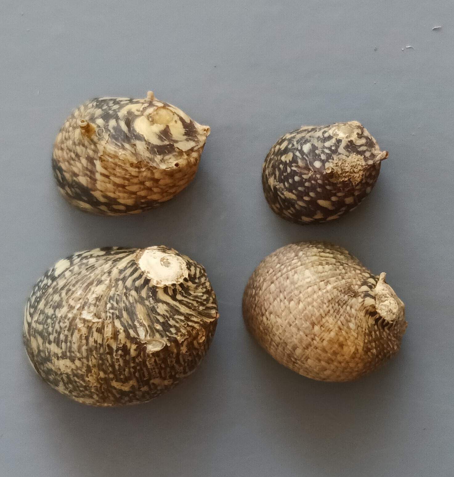 seashell SET OF 4 Clithon corona 10-15mm Gem/F+++ w/operc | eBay