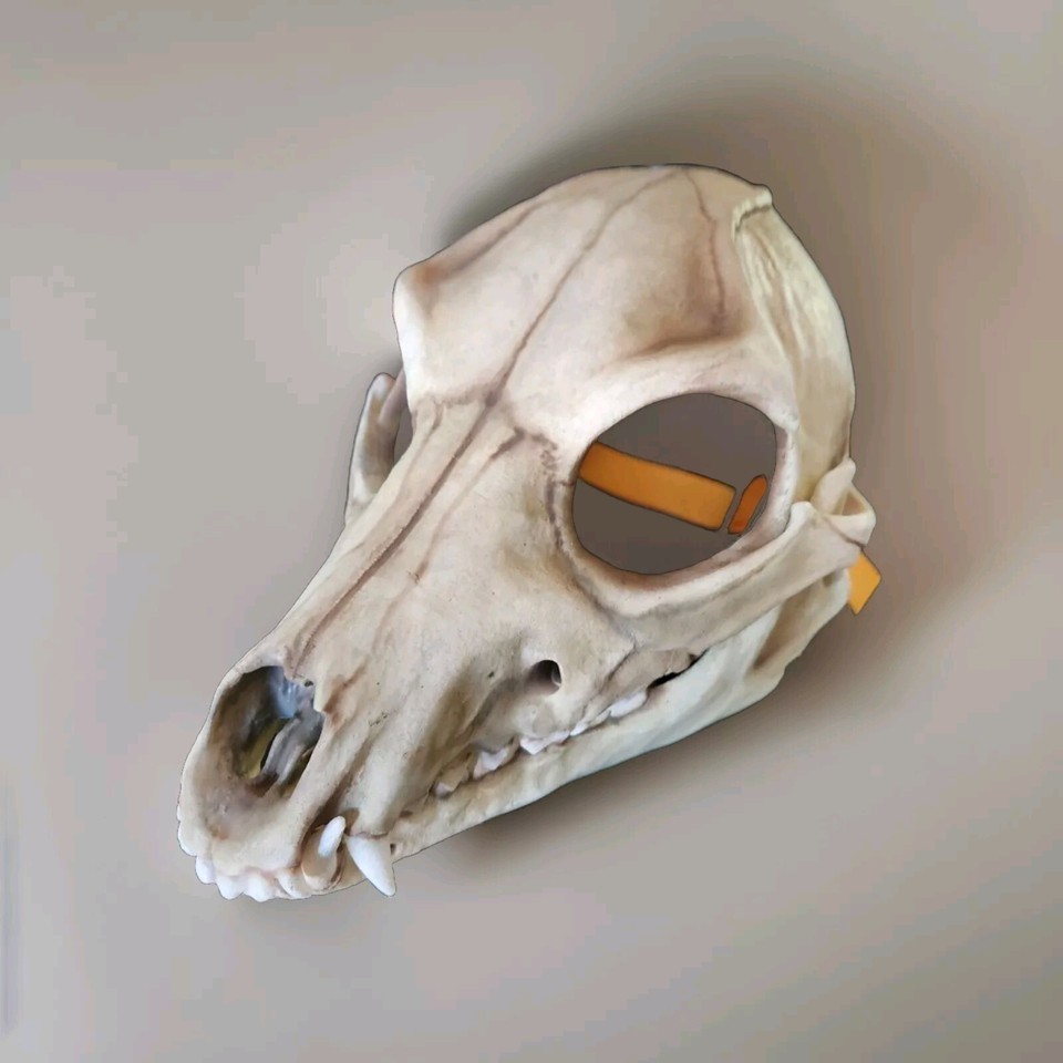 Fox Skully V4 Advanced Wearable Skull Mask Costume Skulldog Fursuit ...