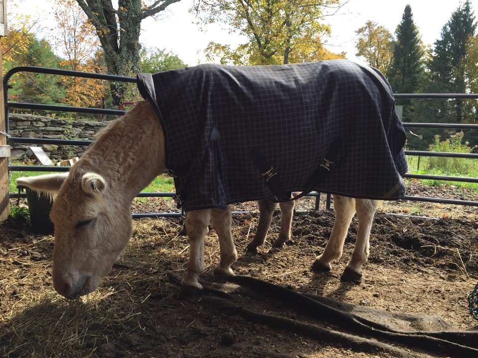 Donkey Longear Winter Turnout Blanket - mini donkey | eBay