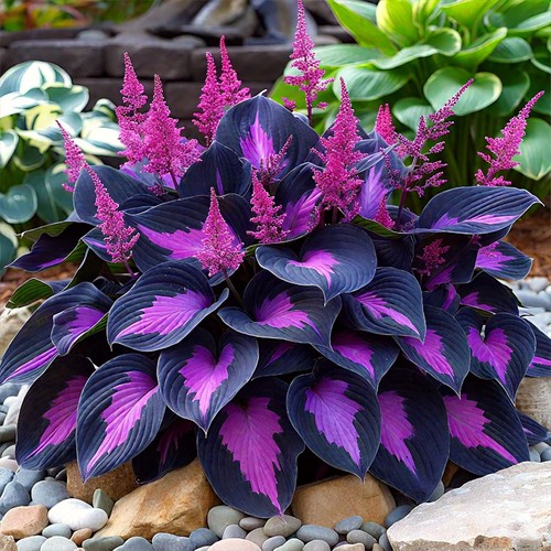 Hosta Seeds - 200 Rare Black Purple Hosta Plants Seeds for Planting ...