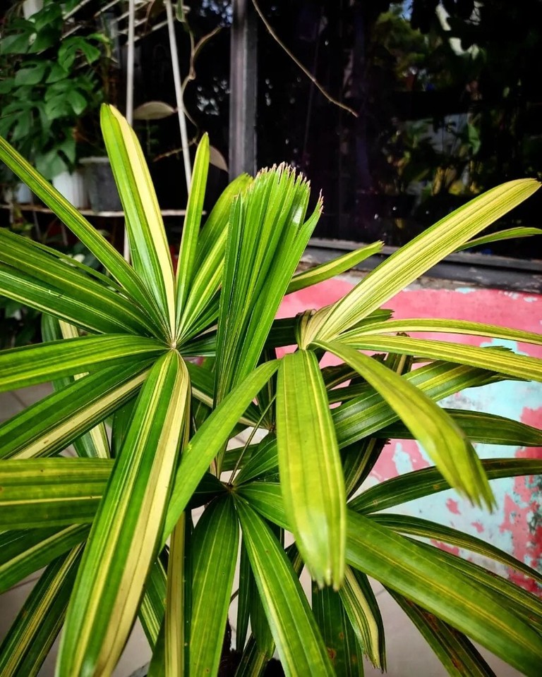 Palm Rhapis Excelsa Variegated rare plant indoor & outdoor plant | eBay