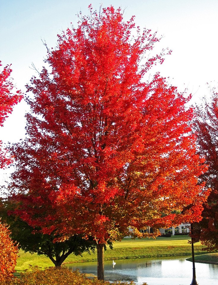 Northern Red Maple Tree | Premium Seeds | Acer rubrum 'Fall' | Plants ...