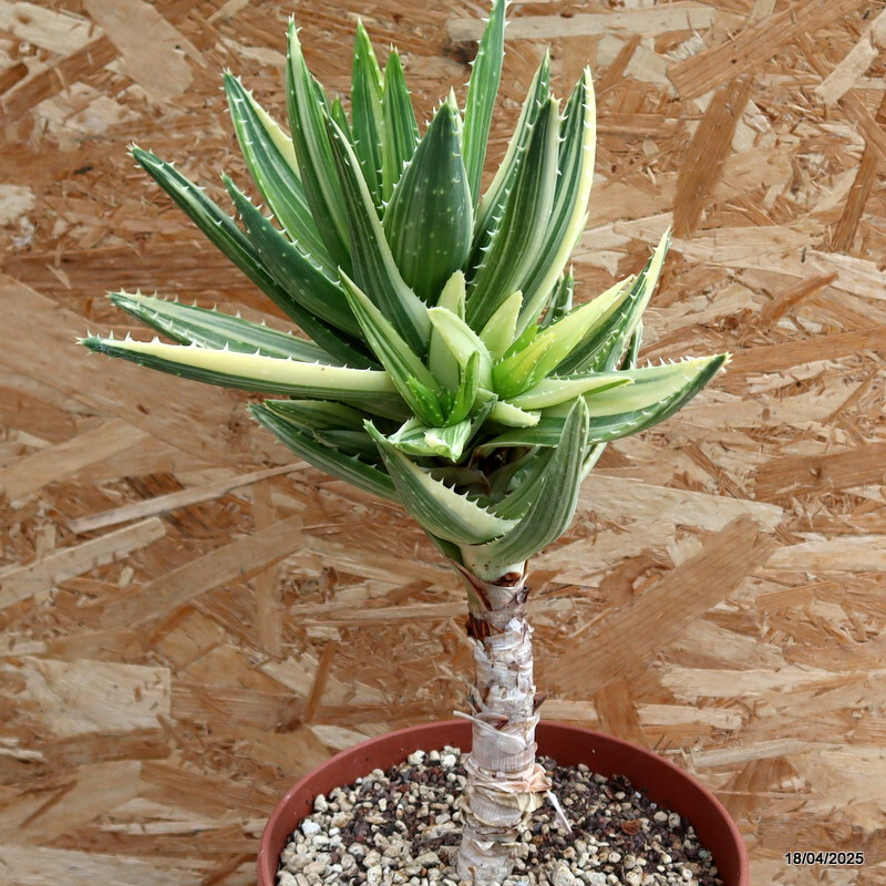 A1897 ALOE MITRIFORMIS VARIEGATED OLD pot22-H40-W27 cm MaMa Cactus | eBay