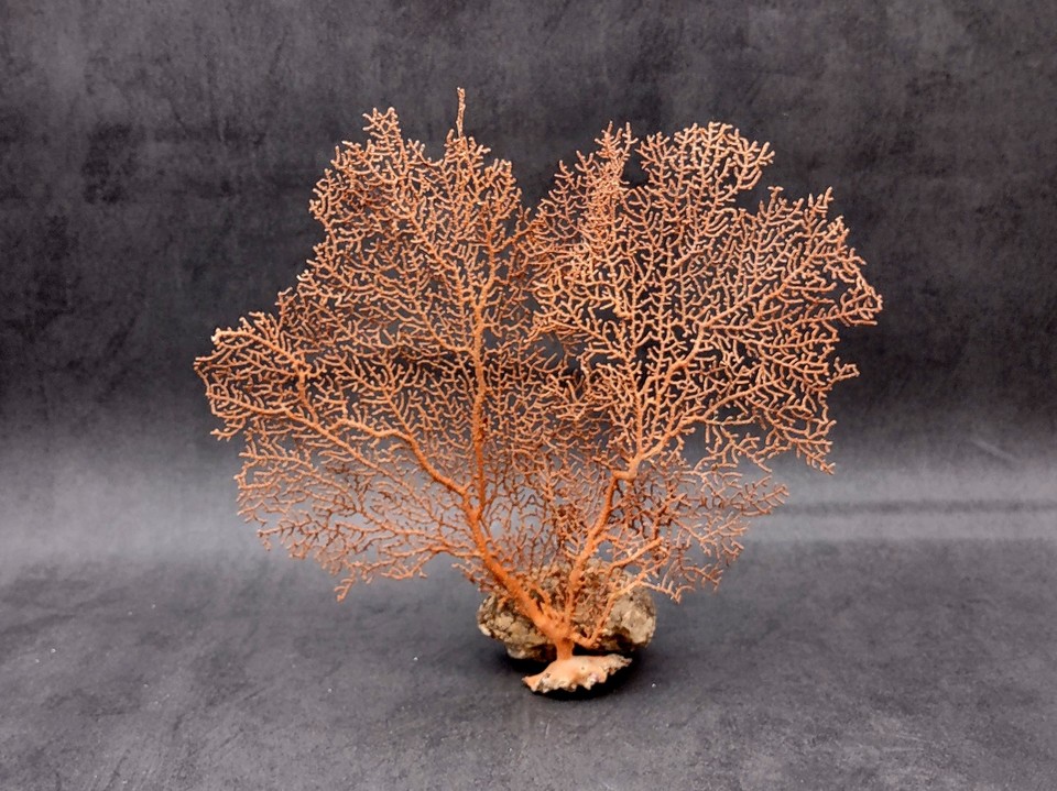 Red Orange Sea Fan Coral Echinogorgia SP (1 fan approx. 7-9+ inches) | eBay