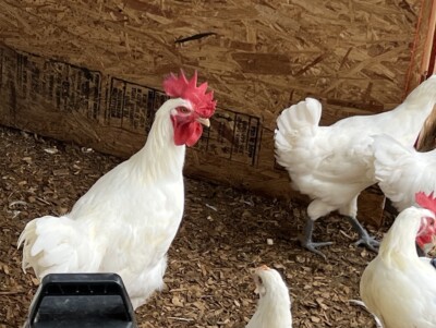 Poultry - Farm Poultry