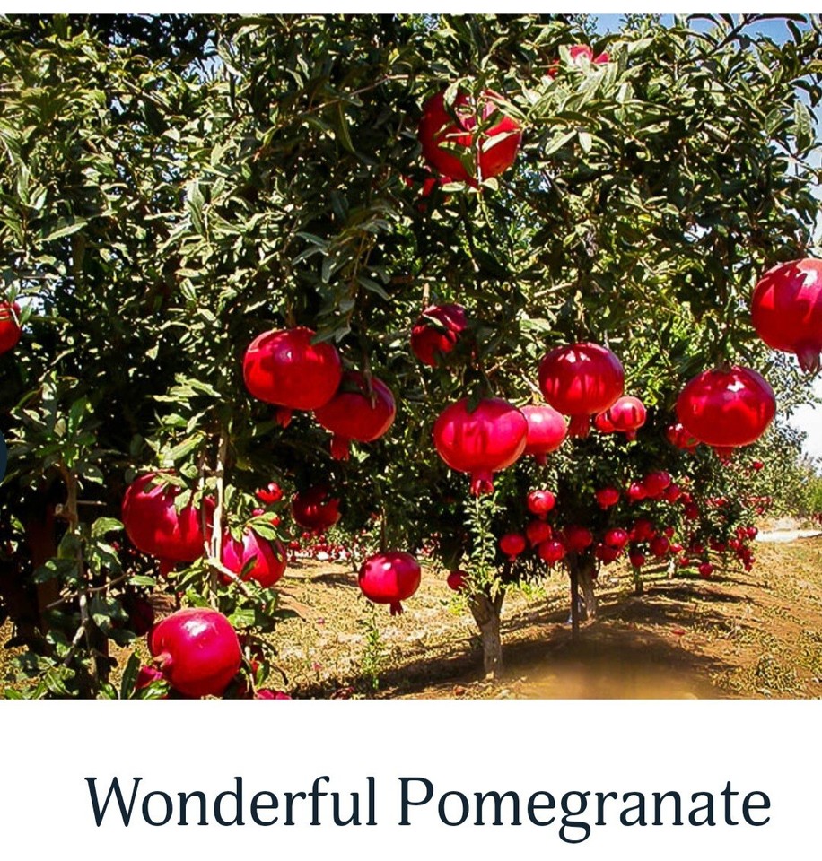 Pomegranate - Fruit Tree Thriving Live Plant. 18"-24" 3 Year Old ...