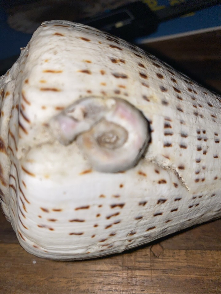 Large Hawaiian Leopard Cone Conus Leopardus Sea Shell 141 mm Big Island ...