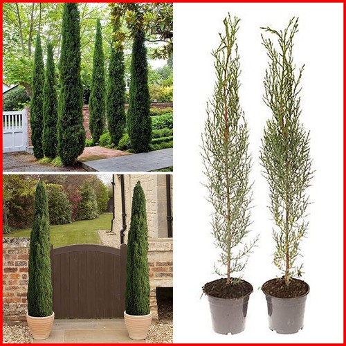 Italian Cypress Tree x 2 Conifer Garden Plants in Pots 60-80cm Tall ...
