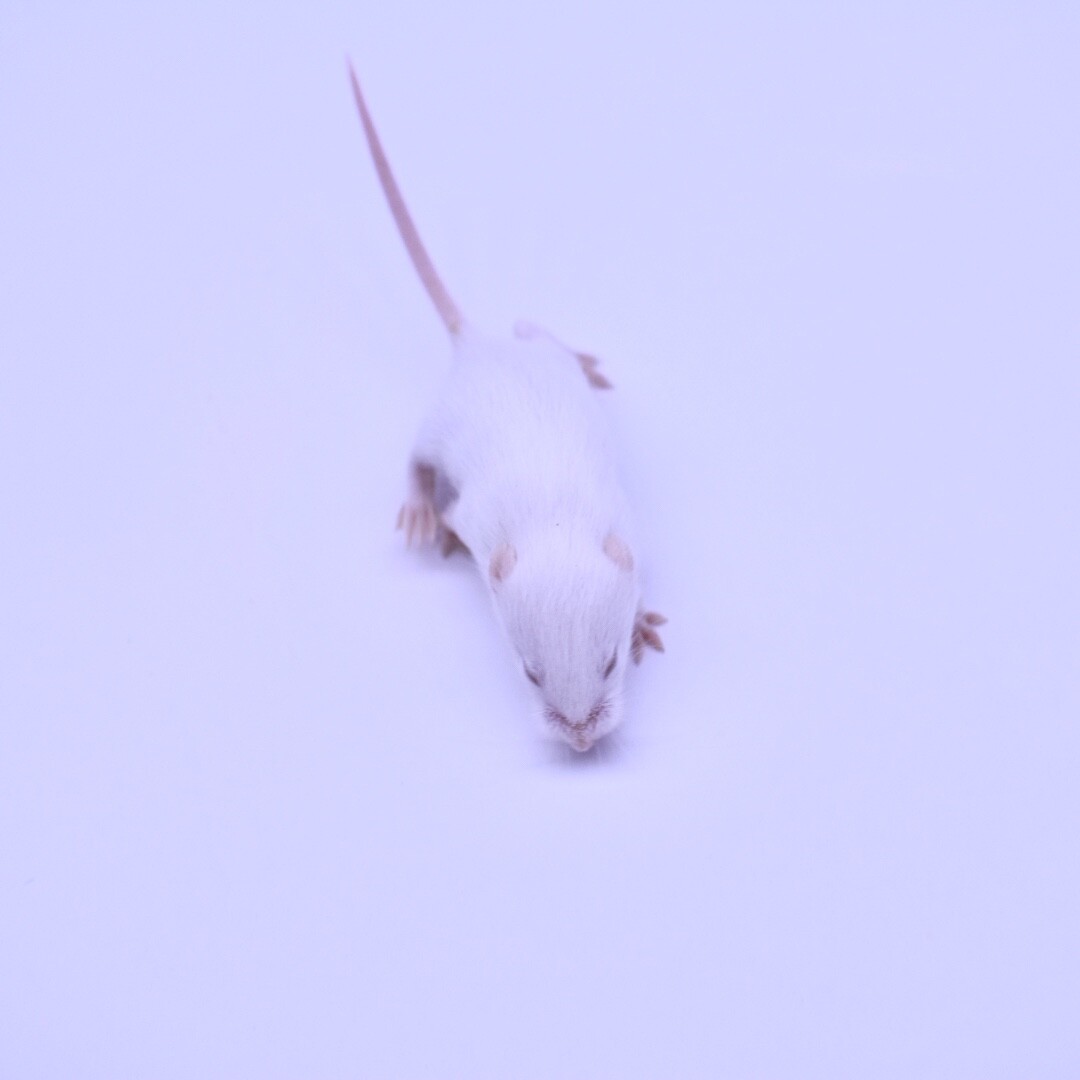 Fuzzy Mice Frozen Rodents For Local Pickup