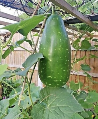 Bottle Gourd Long Bangla Lau Doodhi Lao Khodhu Kodu (5 Seeds) UK grown ...